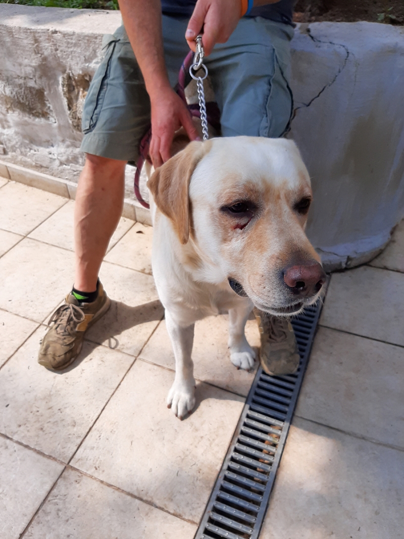 Ugrizna rana ispod desnog oka - VET24 | DEŽURNI VETERINAR
