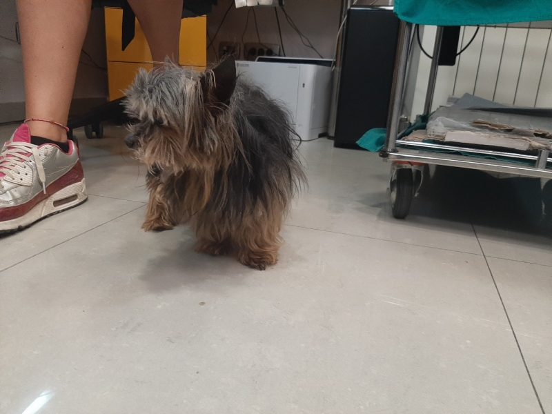 Švrća progutao insekta - VET24 | DEŽURNI VETERINAR