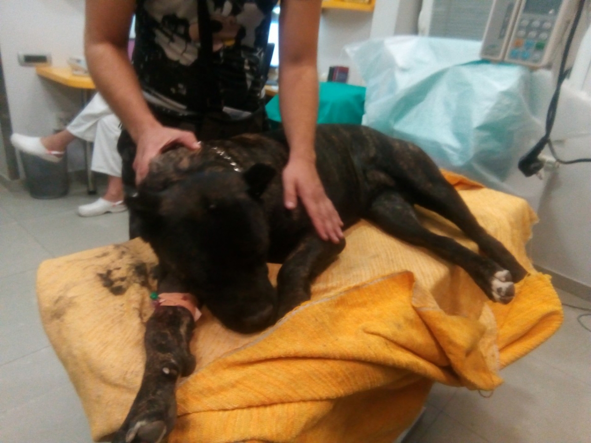 Mia - epi napad - VET24 | DEŽURNI VETERINAR