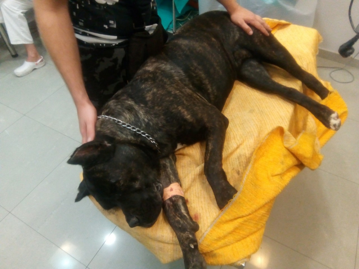 Mia - epi napad - VET24 | DEŽURNI VETERINAR