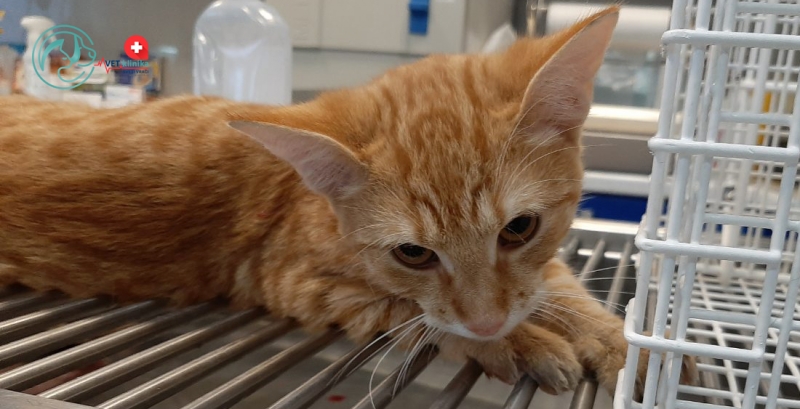 Žući polomljena butna kost - VET24 | DEŽURNI VETERINAR