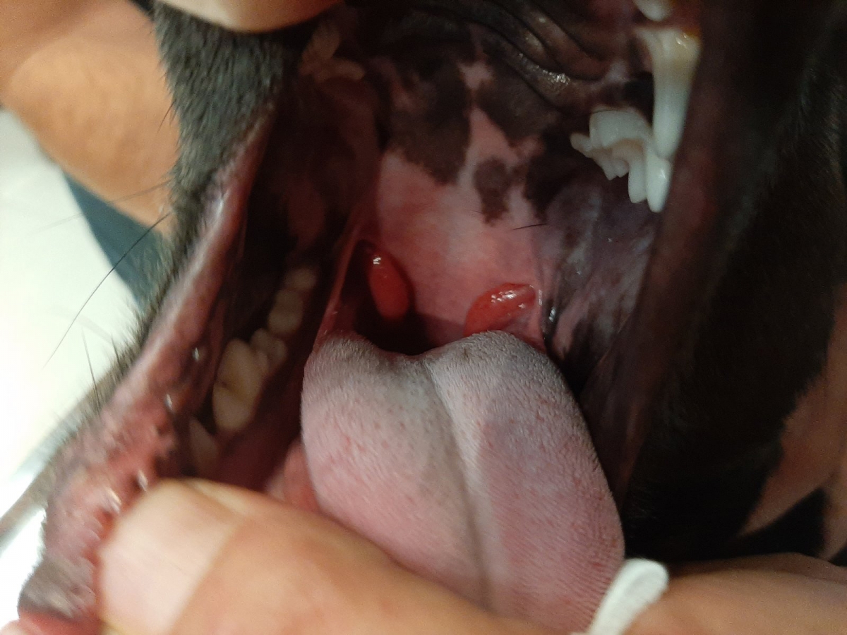 Don - akutni kataralni tonzilitis - VET24 | DEŽURNI VETERINAR