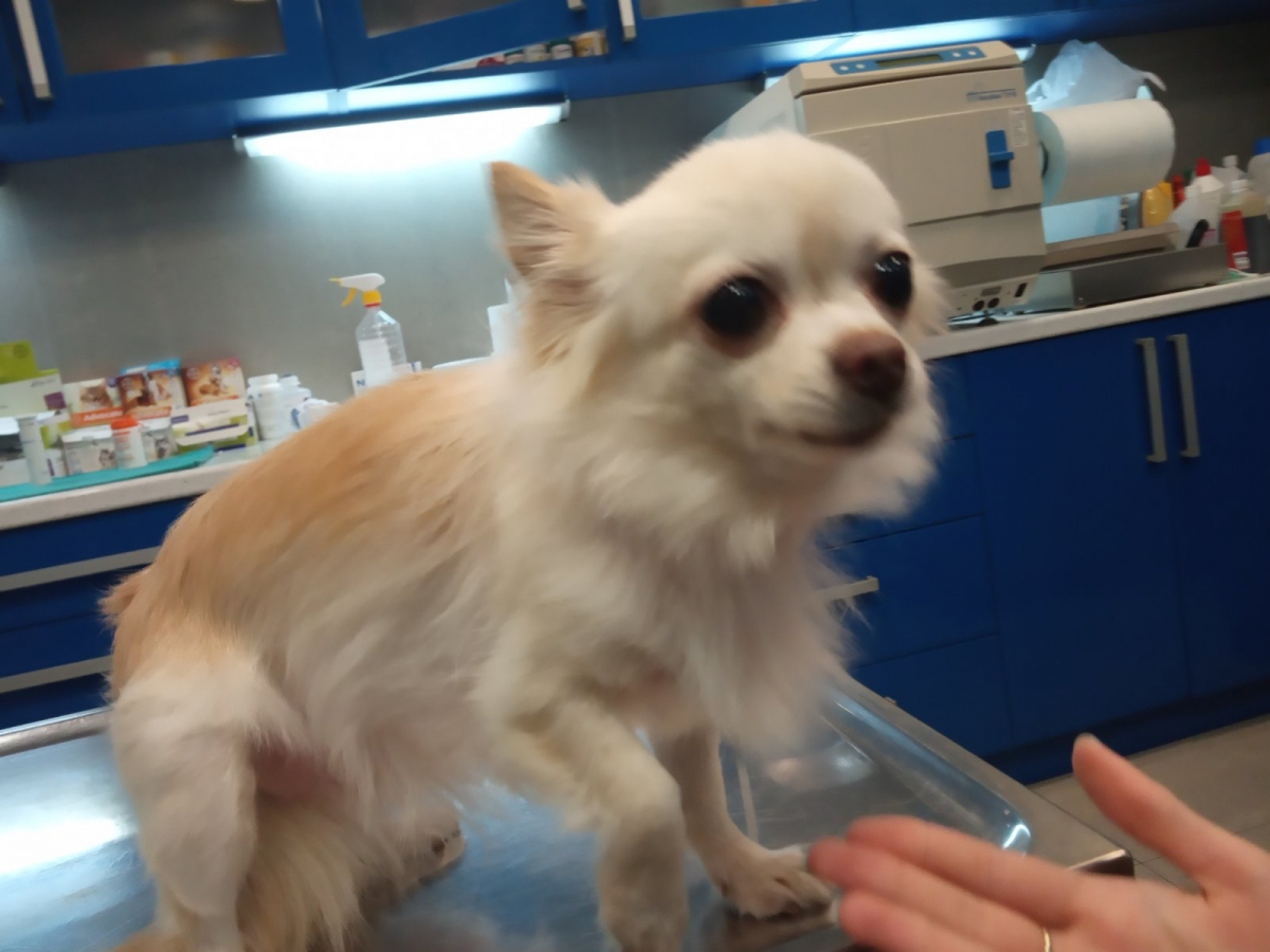 Frida-Lola - luksacija patele - VET24 | DEŽURNI VETERINAR