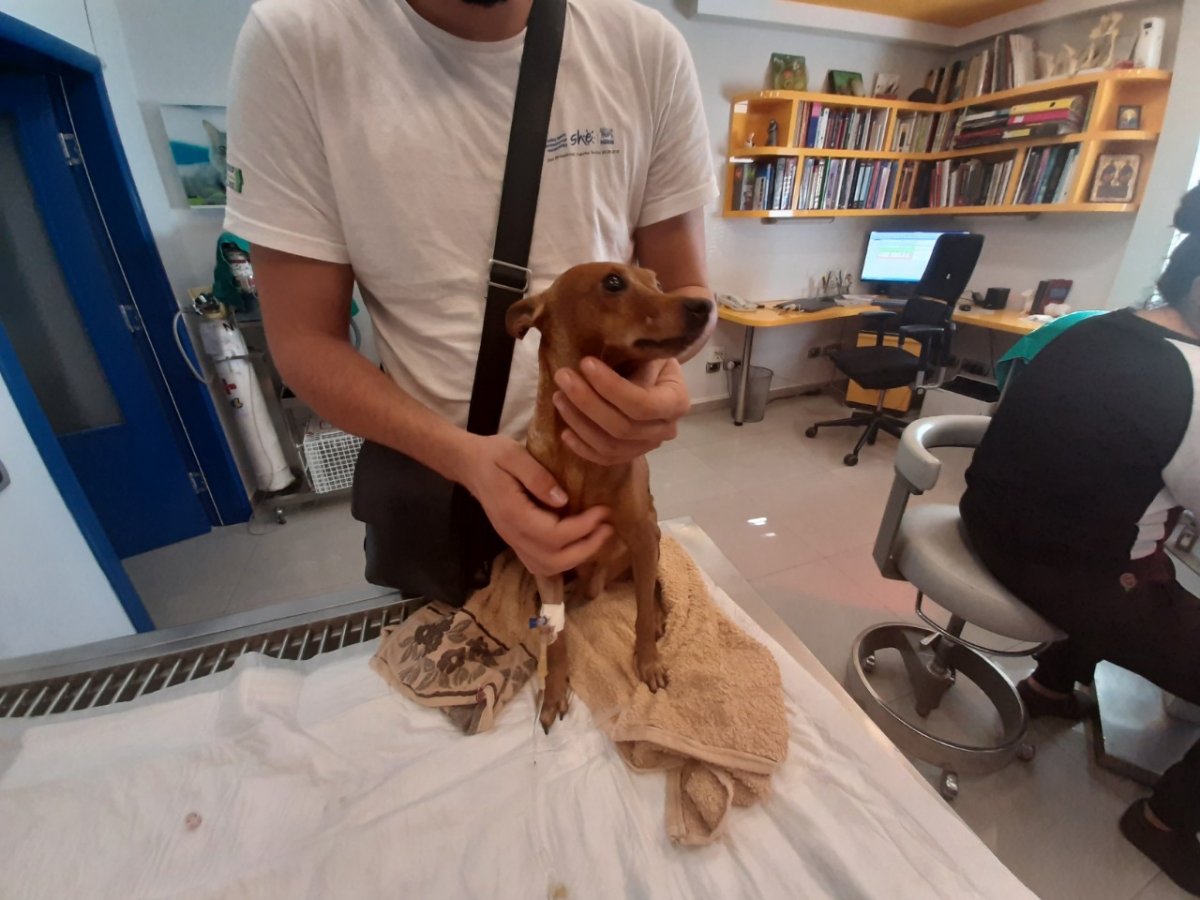 Rokidelic - splenomegalija - VET24 | DEŽURNI VETERINAR