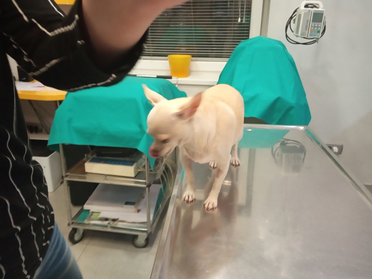 Lea - pad imuniteta - VET24 | DEŽURNI VETERINAR