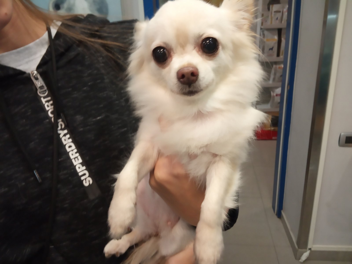 Frida-Lola - luksacija patele - VET24 | DEŽURNI VETERINAR