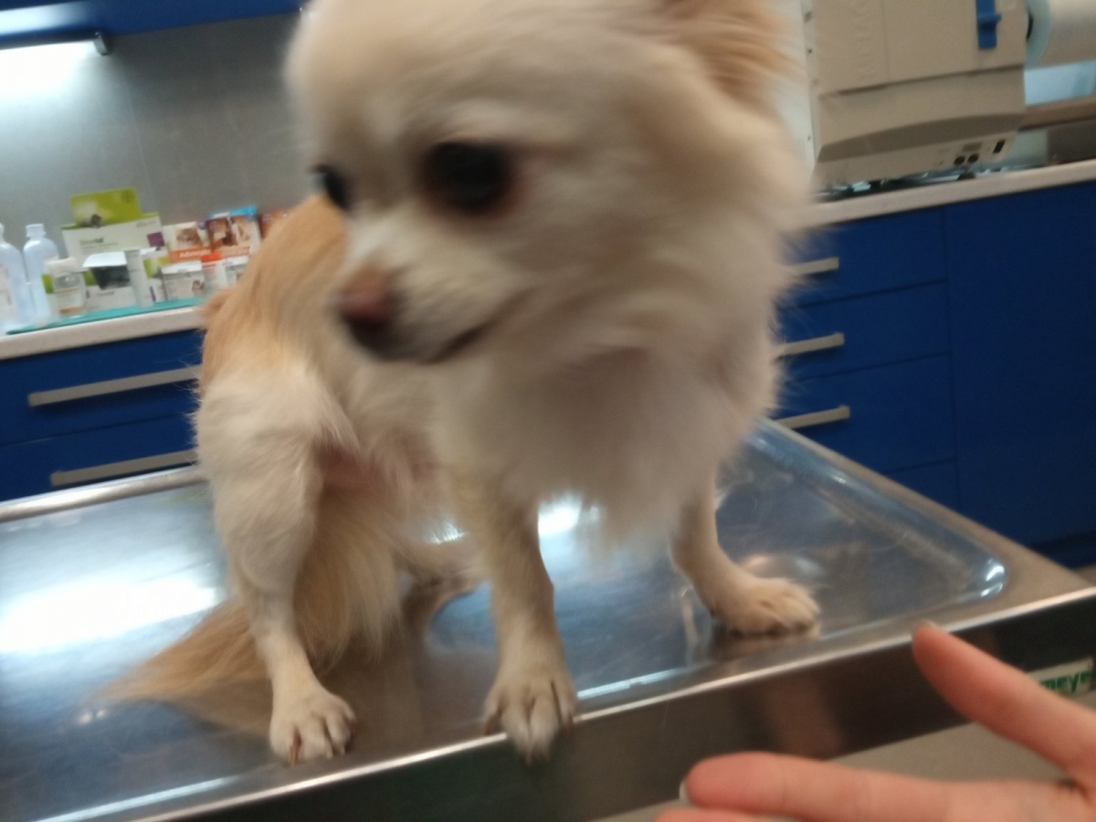 Frida-Lola - luksacija patele - VET24 | DEŽURNI VETERINAR