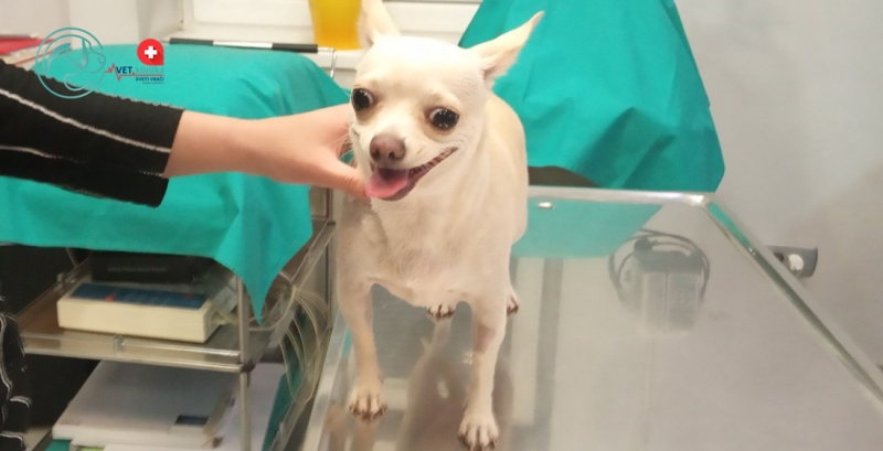 Lea - pad imuniteta - VET24 | DEŽURNI VETERINAR