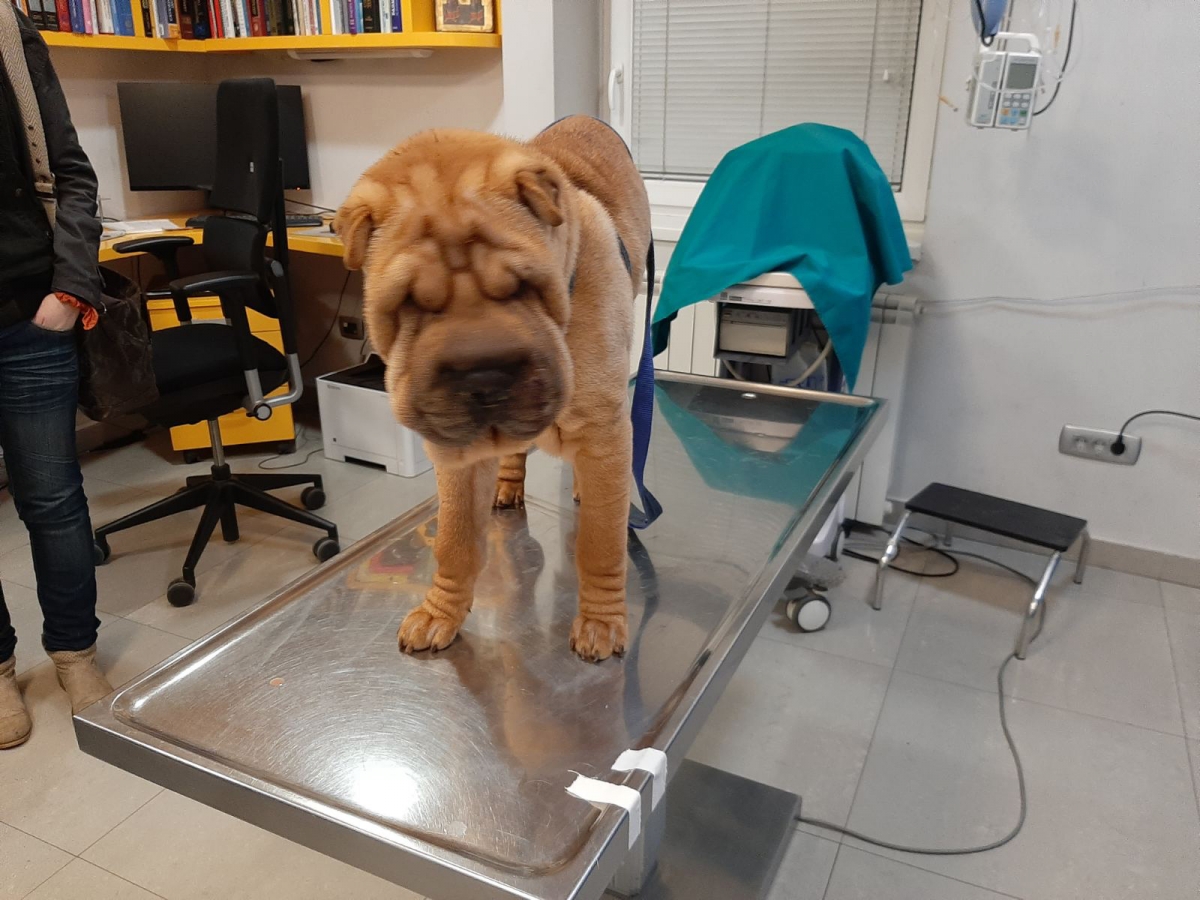 Grof - ugriz drugog psa za gornju usnu - VET24 | DEŽURNI VETERINAR