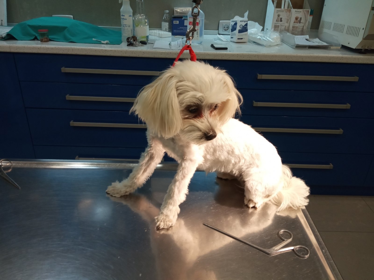 Cica - ubod pčele - VET24 | DEŽURNI VETERINAR