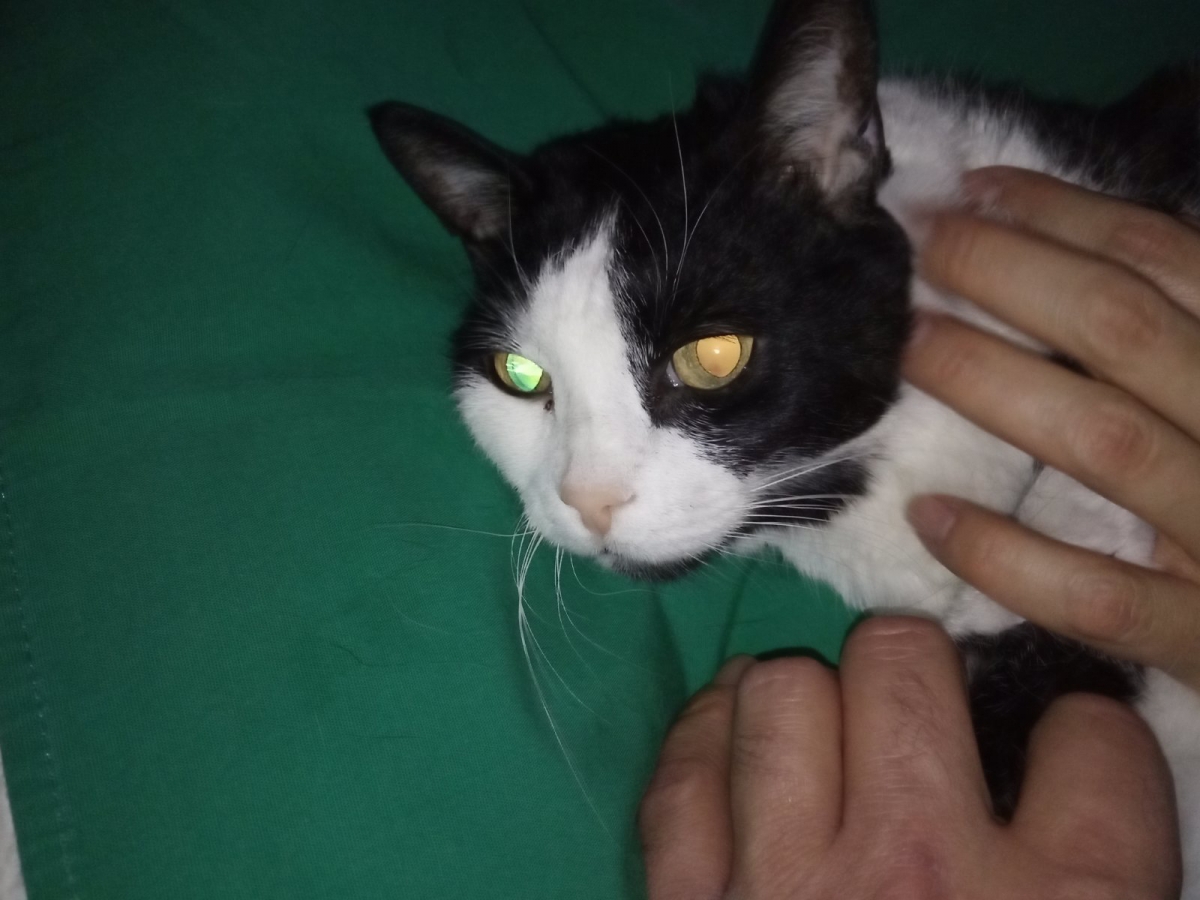 Milica - splenomegalija - VET24 | DEŽURNI VETERINAR