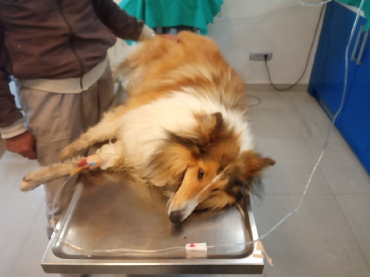 Teo - epi napad - VET24 | DEŽURNI VETERINAR