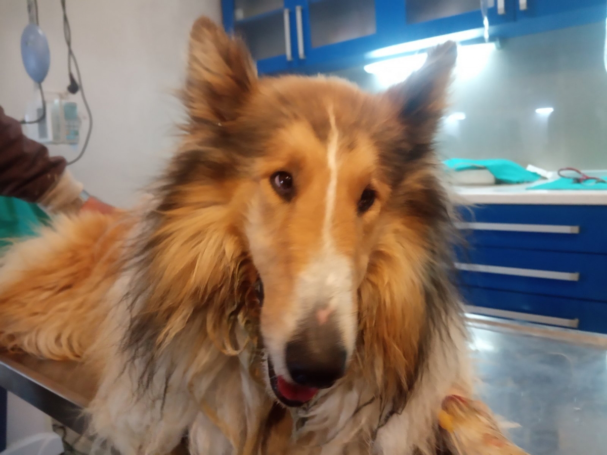 Teo - epi napad - VET24 | DEŽURNI VETERINAR