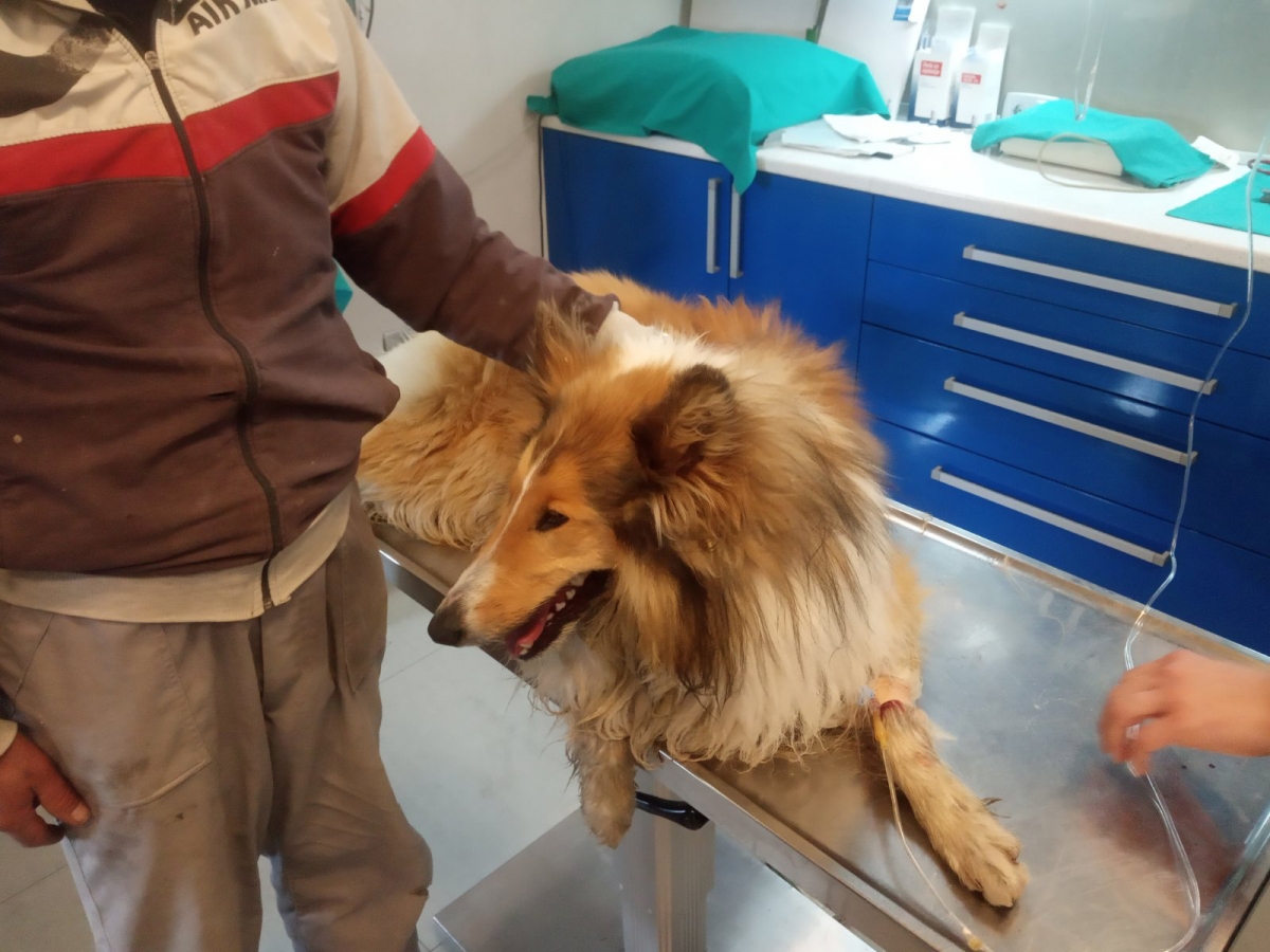 Teo - epi napad - VET24 | DEŽURNI VETERINAR