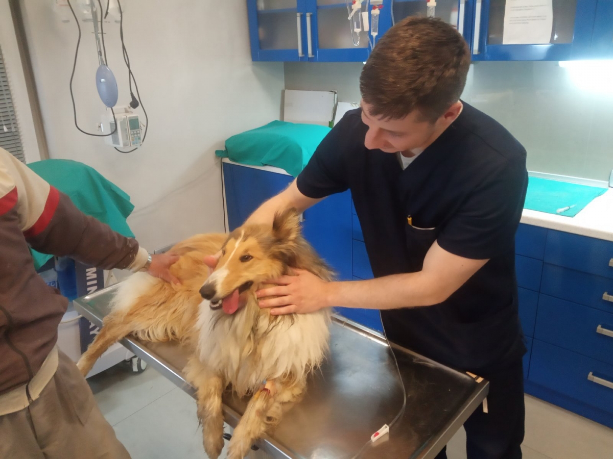 Teo - epi napad - VET24 | DEŽURNI VETERINAR