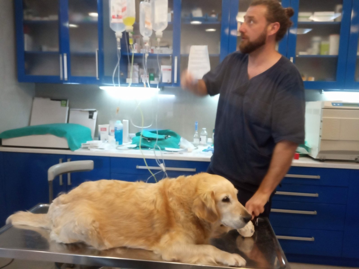 Dona - perianalna upala - VET24 | DEŽURNI VETERINAR