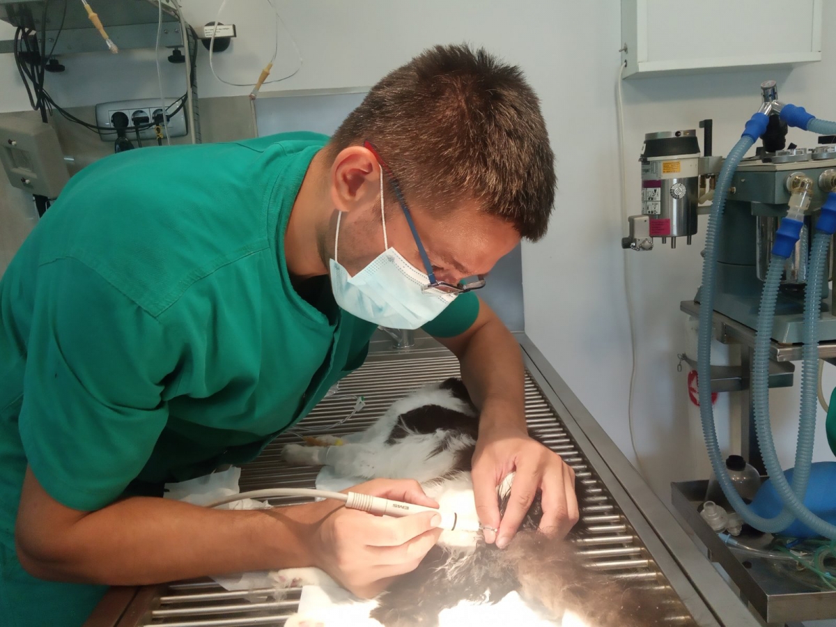 Mićko - kalcifikat u uretri - VET24 | DEŽURNI VETERINAR