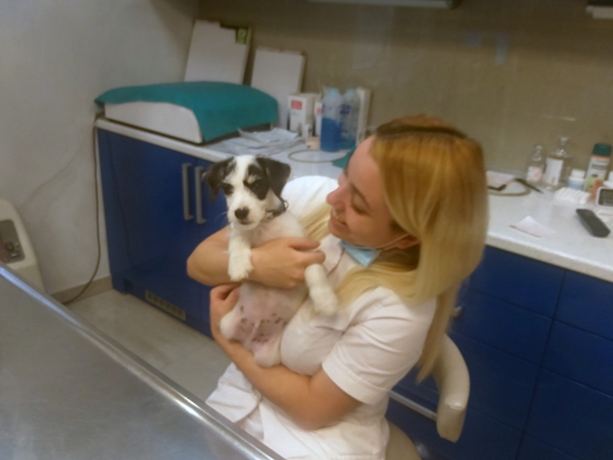 Papi - redovna vakcinacija - VET24 | DEŽURNI VETERINAR