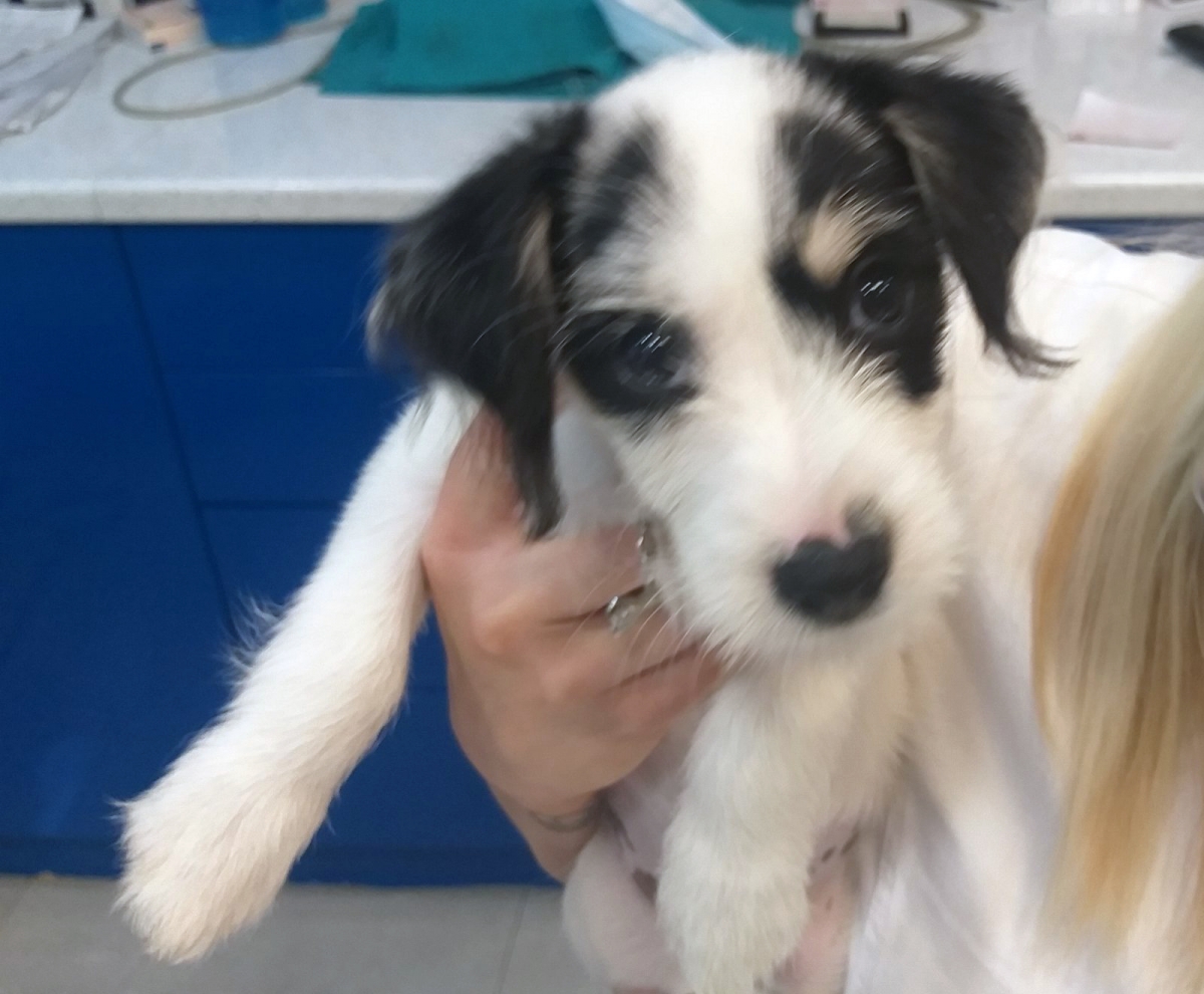 Papi - redovna vakcinacija - VET24 | DEŽURNI VETERINAR