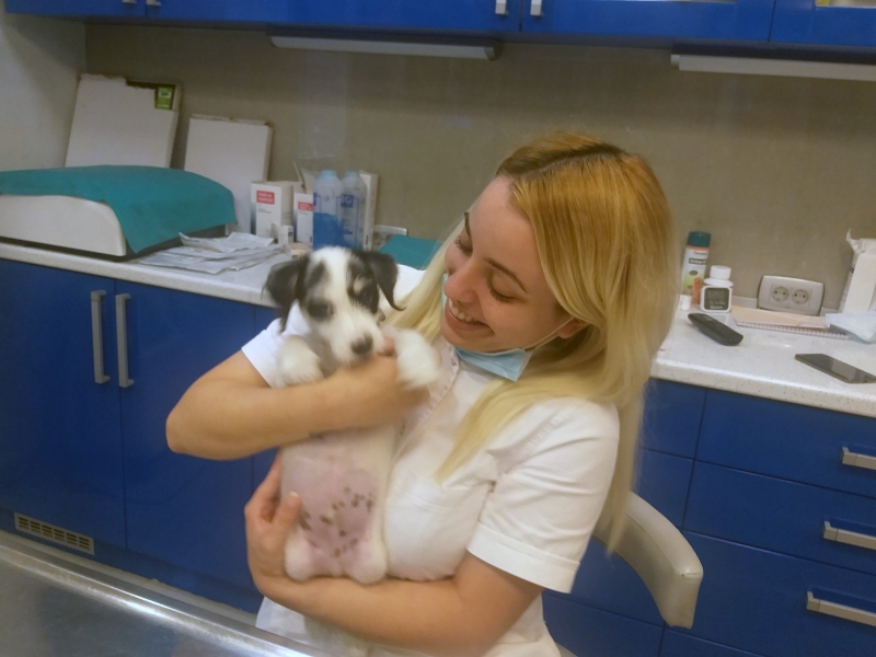 Papi - redovna vakcinacija - VET24 | DEŽURNI VETERINAR