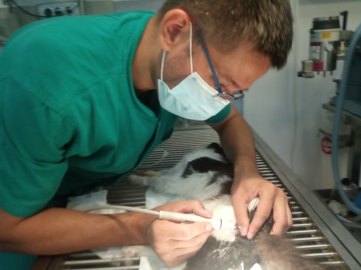 Mićko - kalcifikat u uretri - VET24 | DEŽURNI VETERINAR