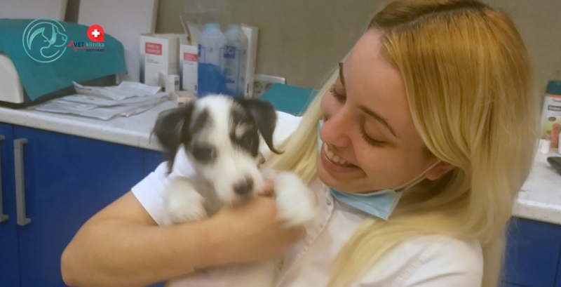 Papi - redovna vakcinacija - VET24 | DEŽURNI VETERINAR