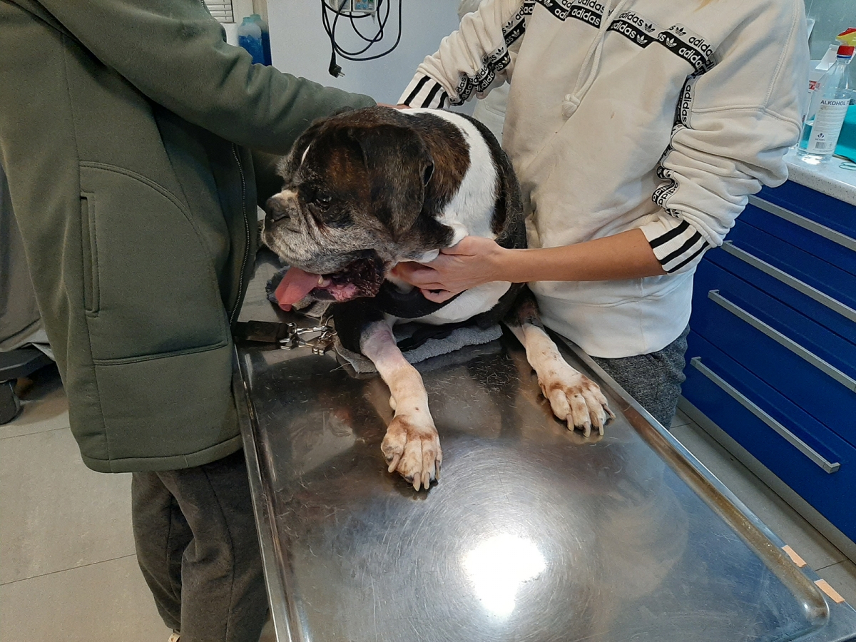 Markus - epi napad - VET24 | DEŽURNI VETERINAR