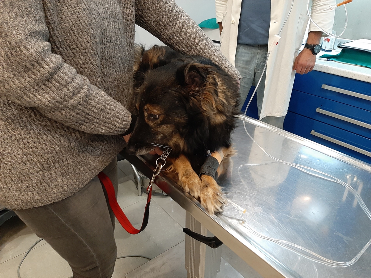 Dušica - slabost i pad imuniteta - VET24 | DEŽURNI VETERINAR
