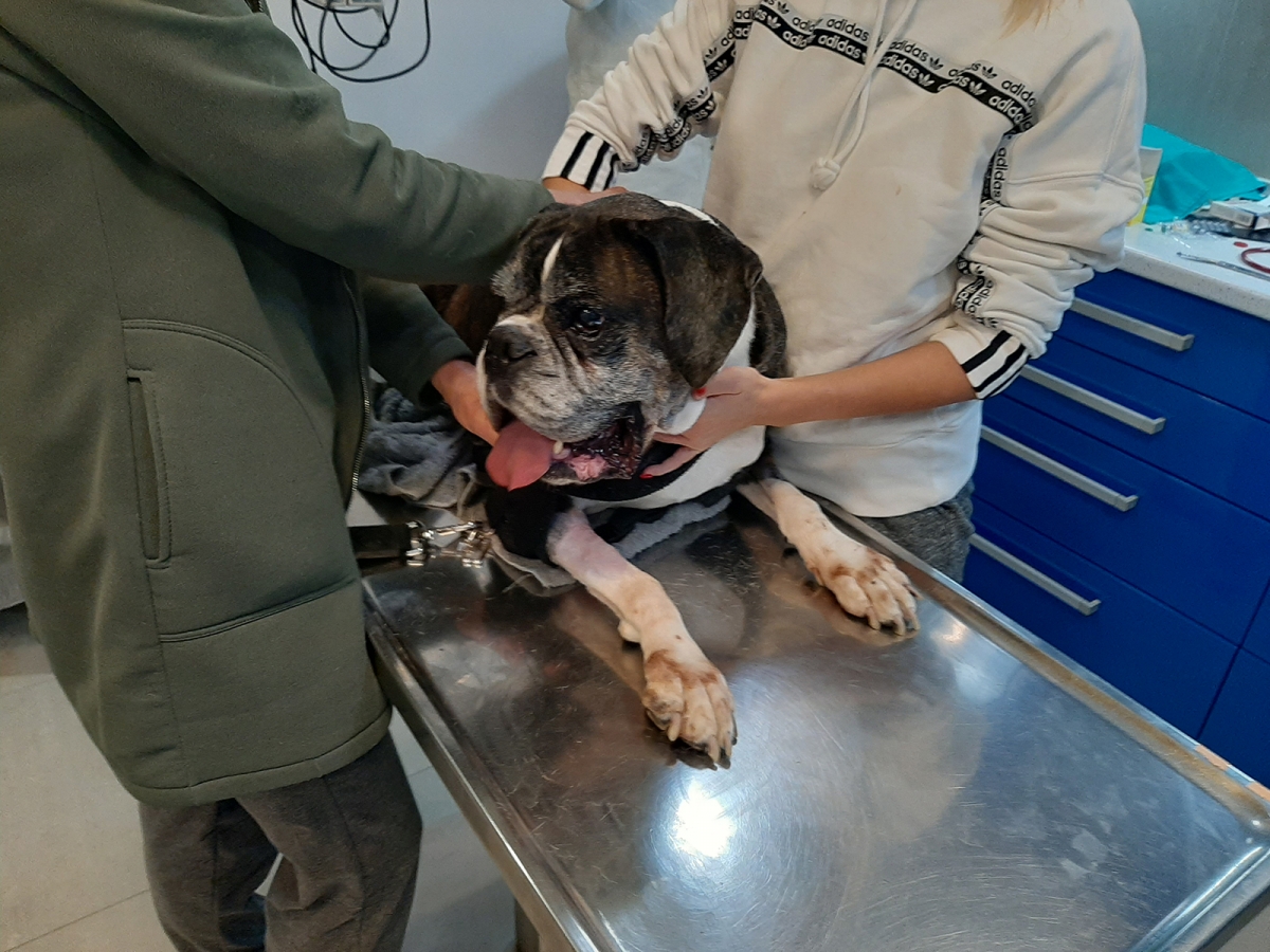 Markus - epi napad - VET24 | DEŽURNI VETERINAR