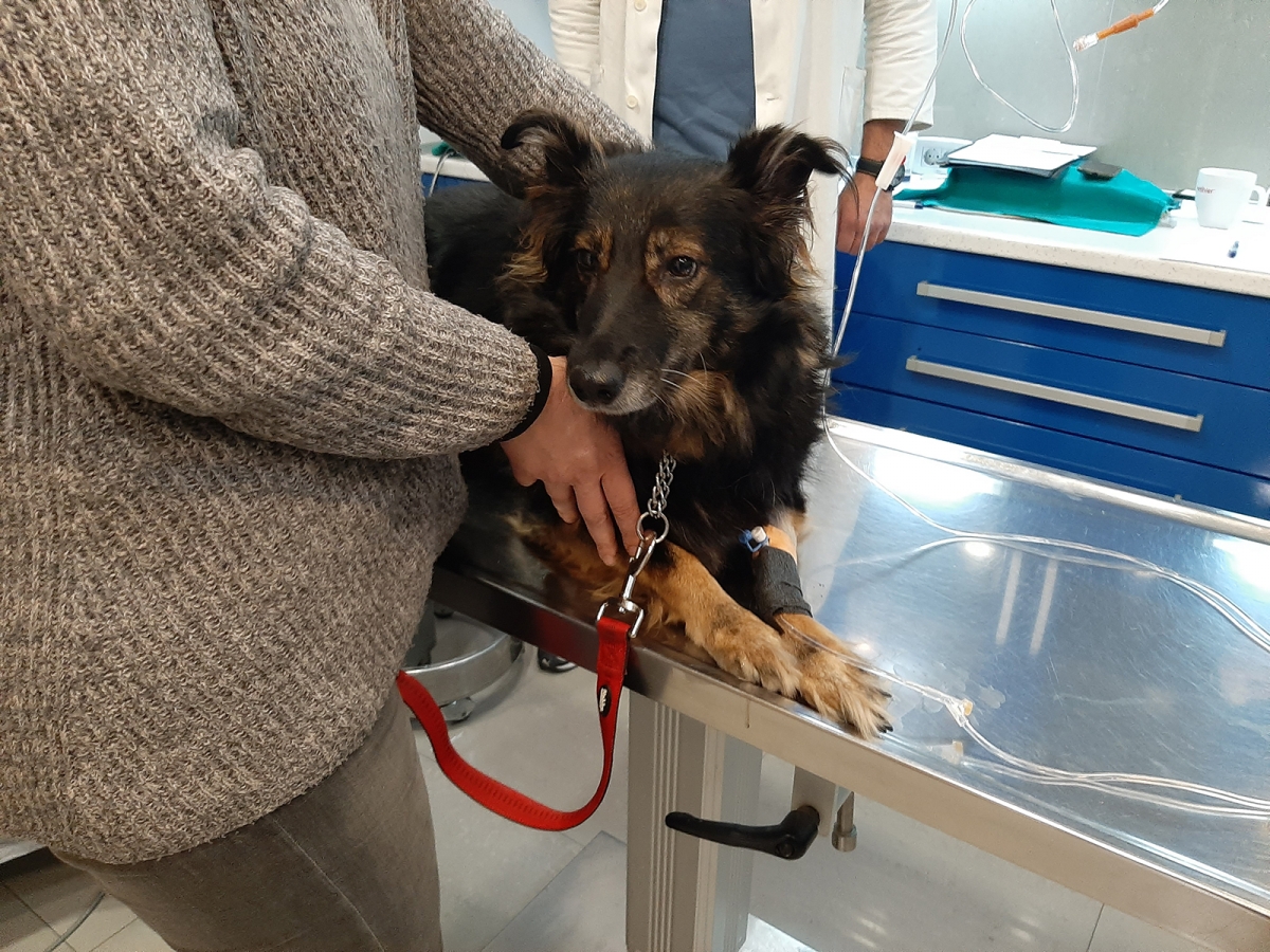 Dušica - slabost i pad imuniteta - VET24 | DEŽURNI VETERINAR
