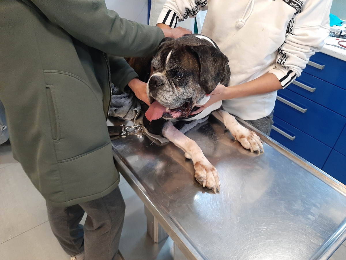 Markus - epi napad - VET24 | DEŽURNI VETERINAR