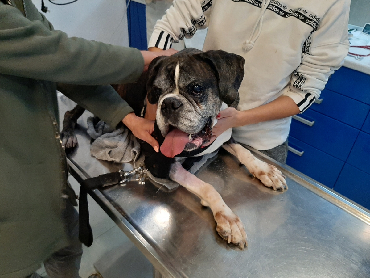 Markus - epi napad - VET24 | DEŽURNI VETERINAR