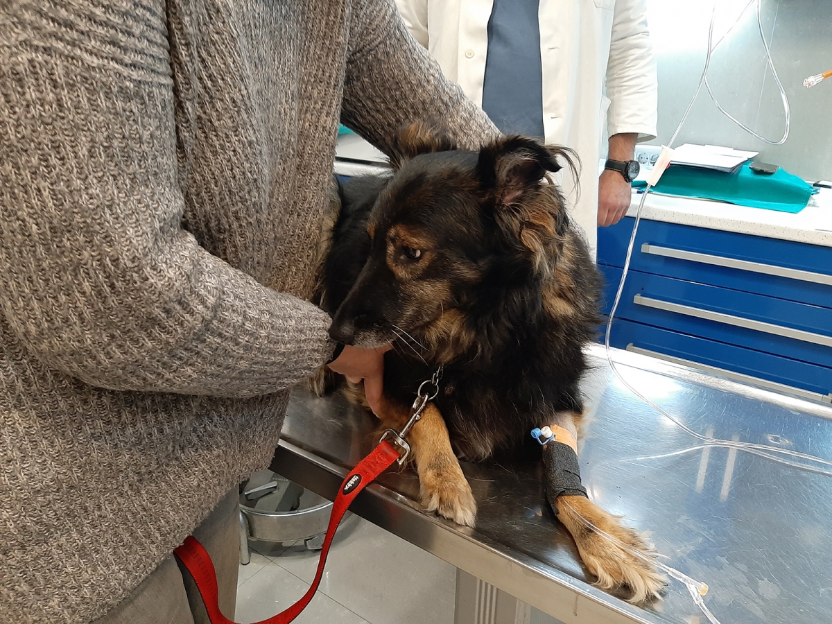 Dušica - slabost i pad imuniteta - VET24 | DEŽURNI VETERINAR