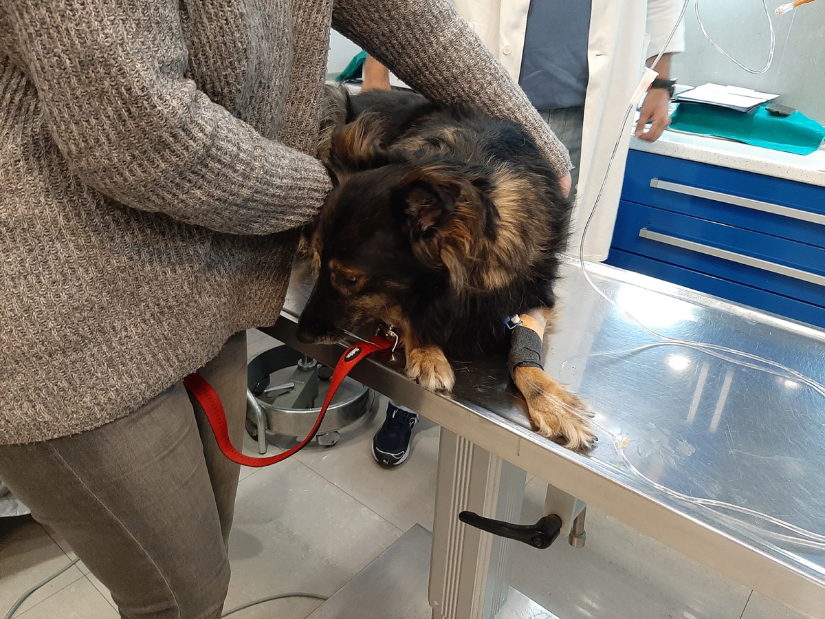 Dušica - slabost i pad imuniteta - VET24 | DEŽURNI VETERINAR