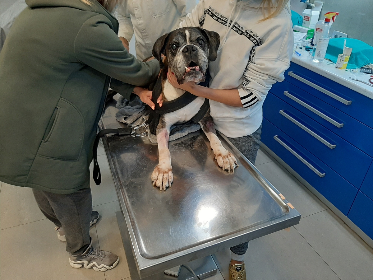 Markus - epi napad - VET24 | DEŽURNI VETERINAR