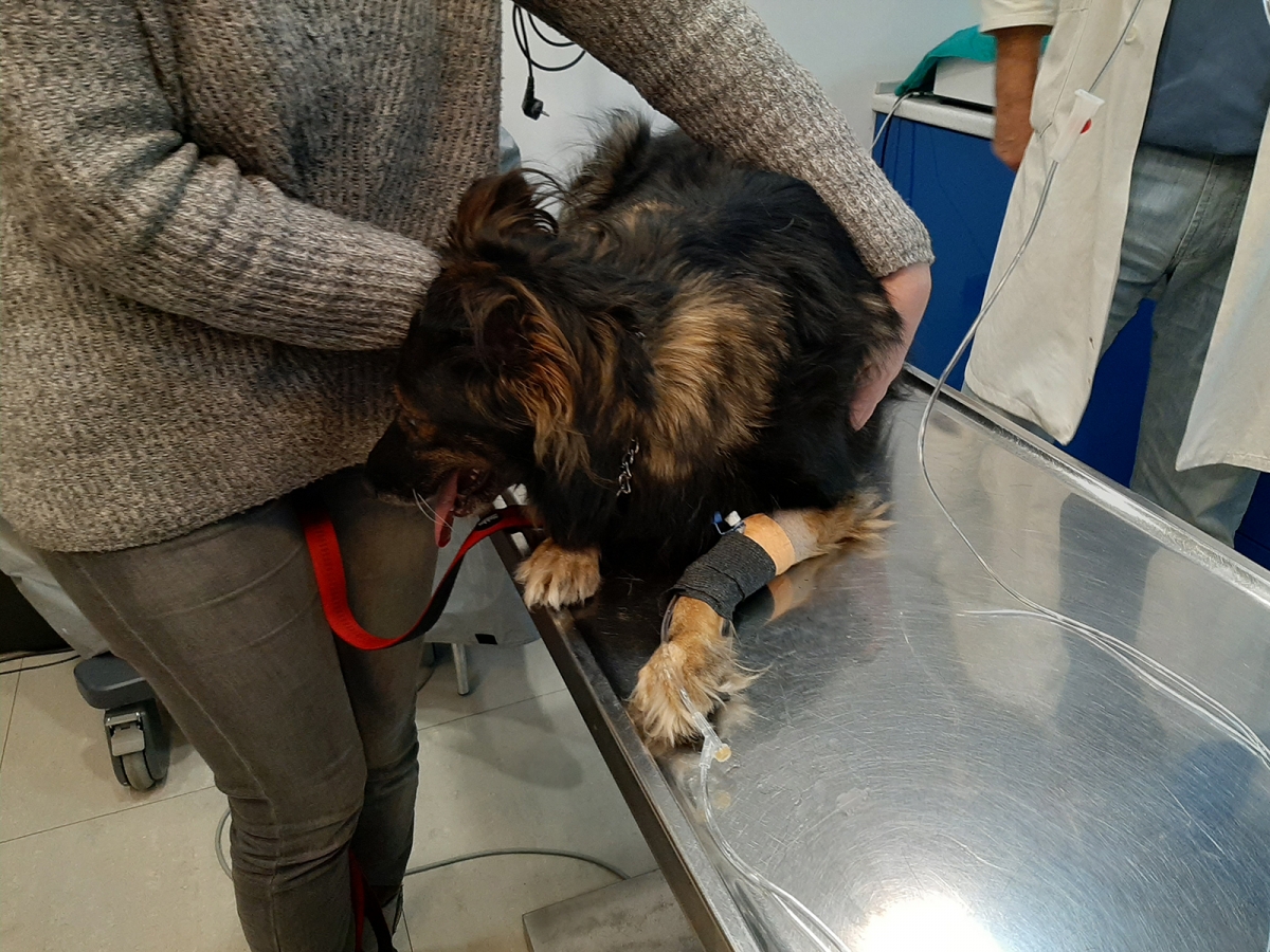 Dušica - slabost i pad imuniteta - VET24 | DEŽURNI VETERINAR