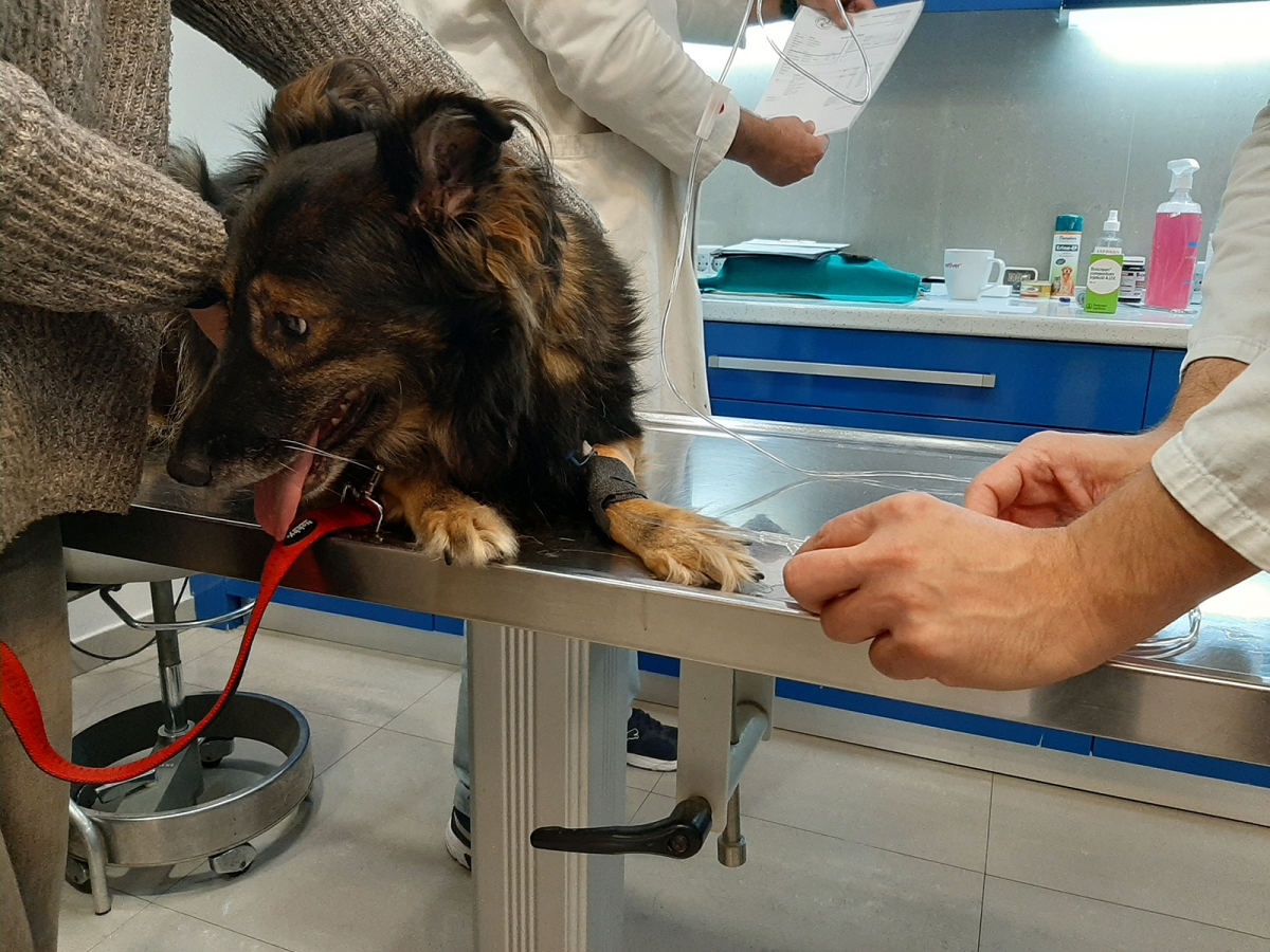 Dušica - slabost i pad imuniteta - VET24 | DEŽURNI VETERINAR