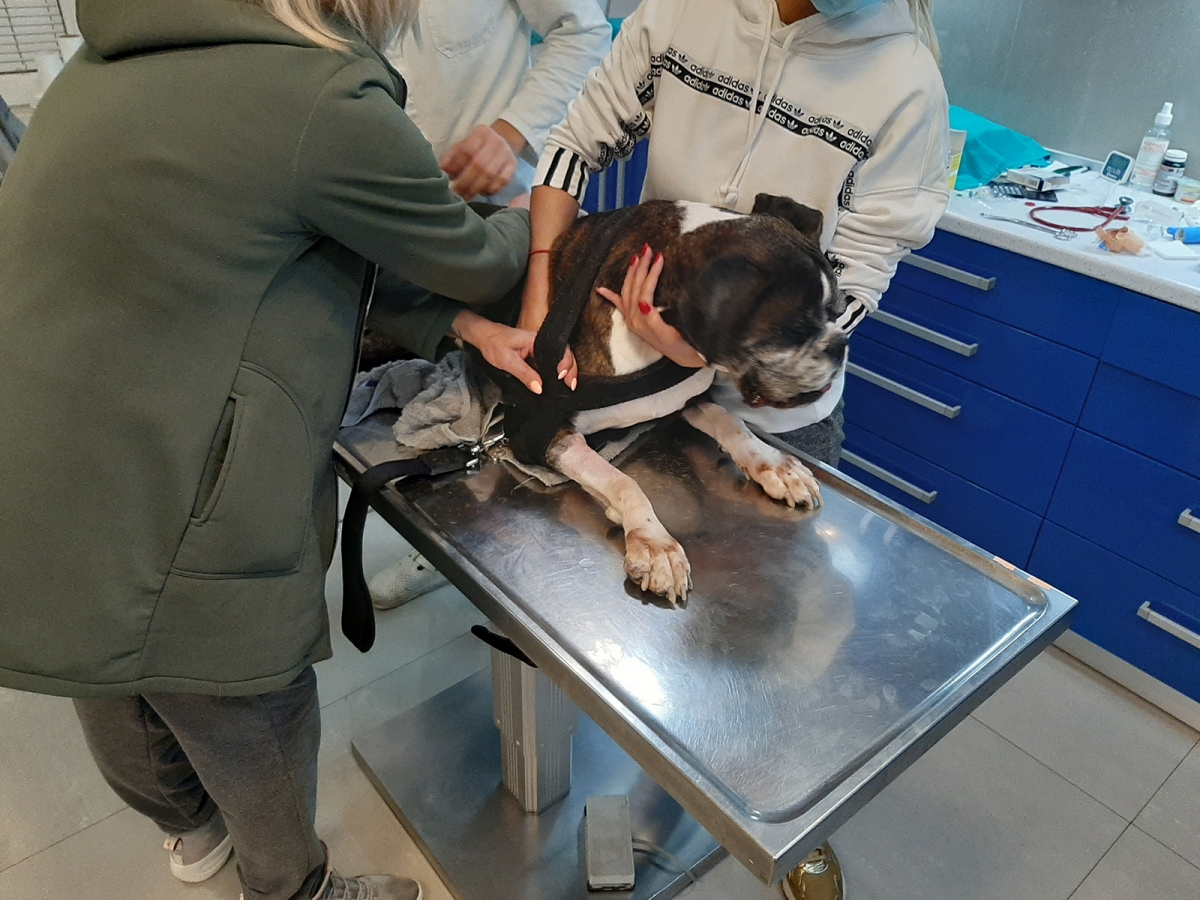 Markus - epi napad - VET24 | DEŽURNI VETERINAR
