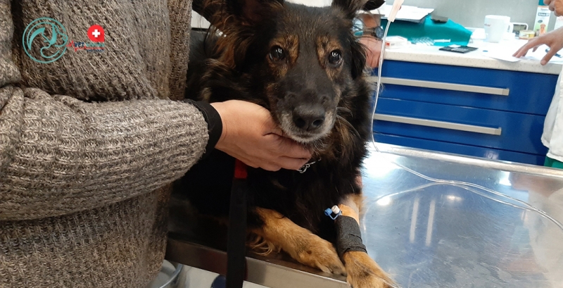 Dušica - slabost i pad imuniteta - VET24 | DEŽURNI VETERINAR