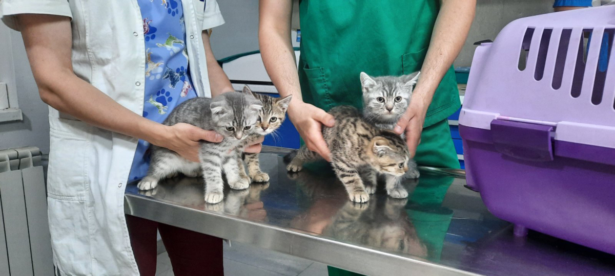 Medene - prva vakcinacija - VET24 | DEŽURNI VETERINAR