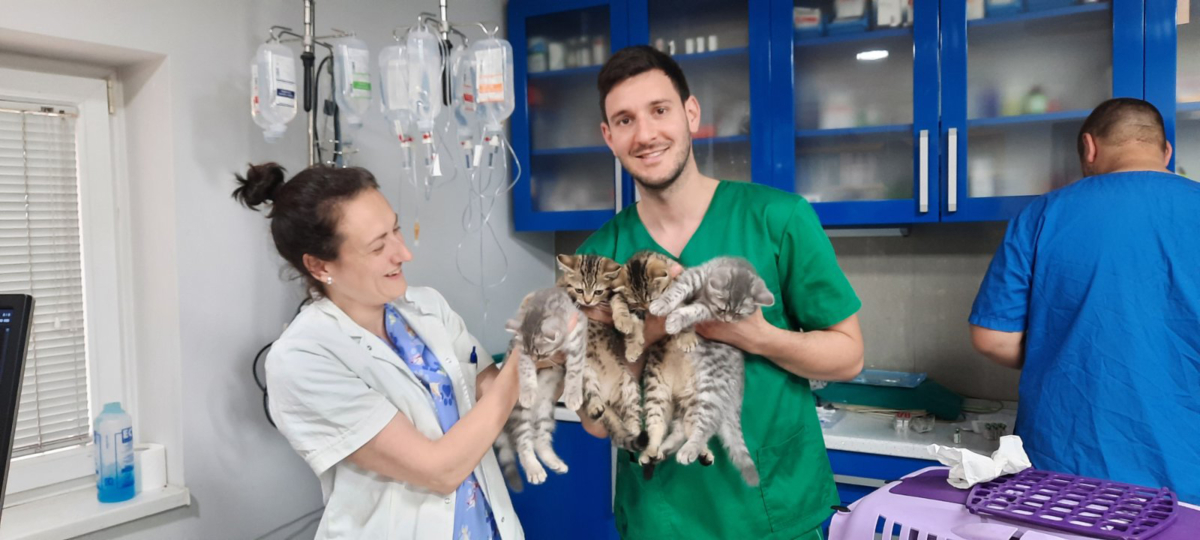 Medene - prva vakcinacija - VET24 | DEŽURNI VETERINAR